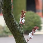 Arranging a Funeral ~ Piddingtons